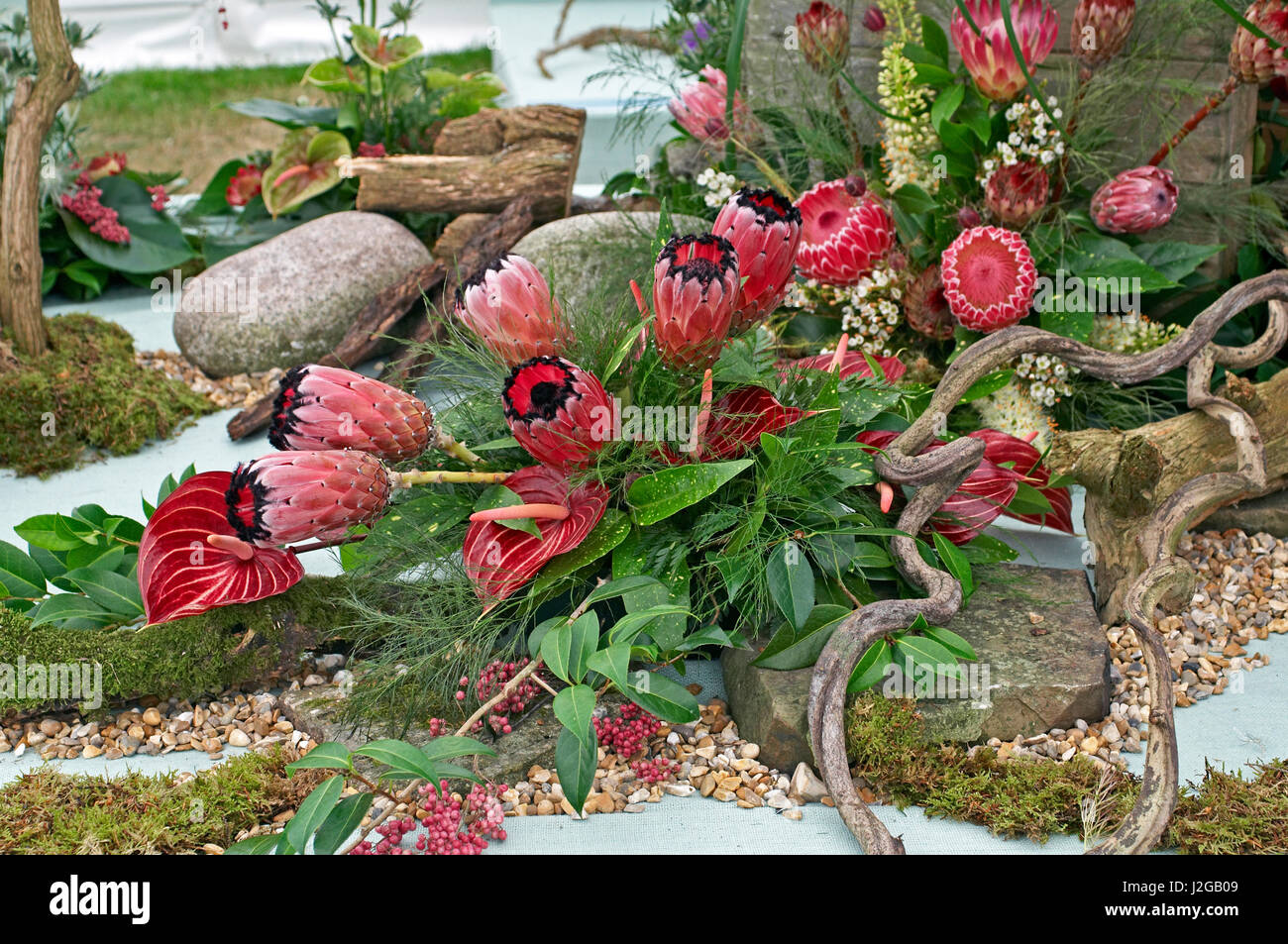Floral arrangement with Protea, Eremurus and driftwood Stock Photo - Alamy