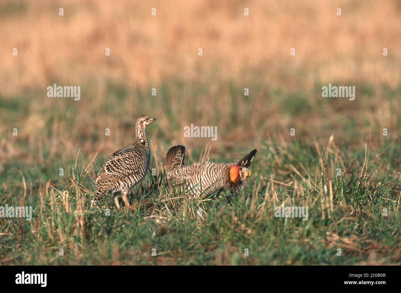 Greater Prairie Chicken Male And Female