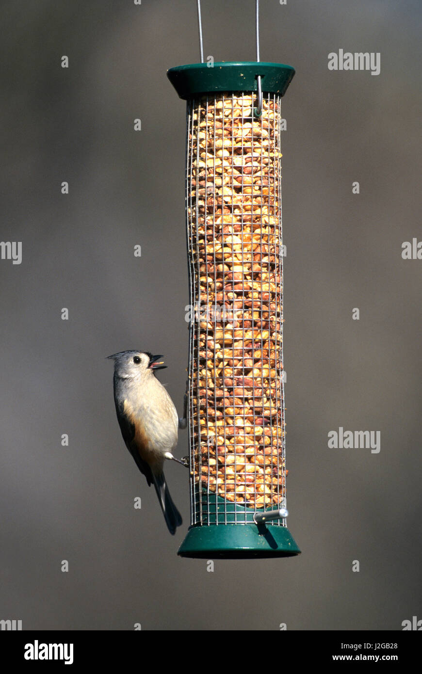 Tufted Titmouse (Baeolophus bicolor) on peanut feeder, Marion County ...