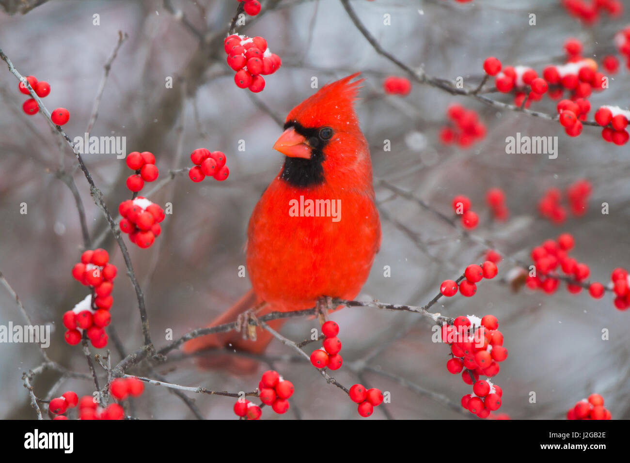 Cardinal in winterberry hi-res stock photography and images - Alamy