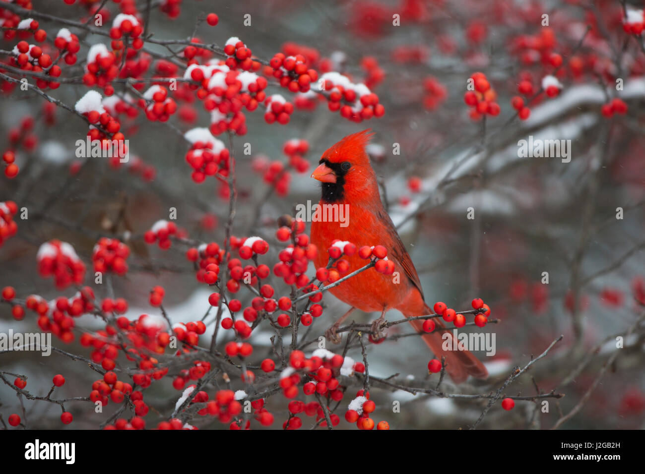 Cardinal and winterberry hi-res stock photography and images - Alamy