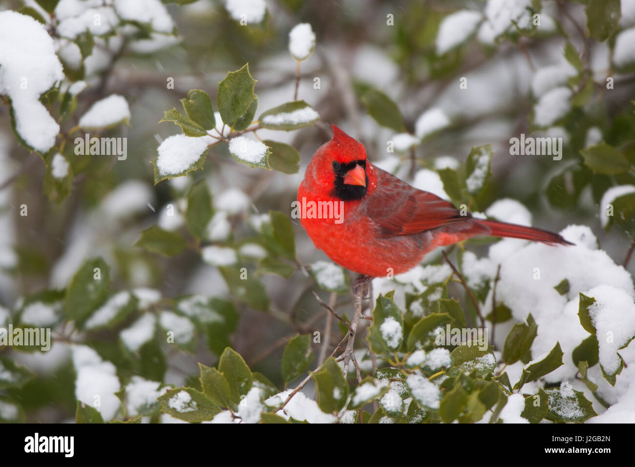 Northern Cardinal (Cardinalis Cardinalis) male in American Holly tree ...