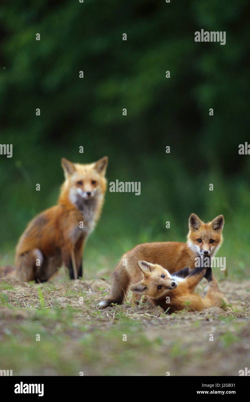 Red fox (Vulpes Vulpes) adults with kit, Illinois Stock Photo - Alamy