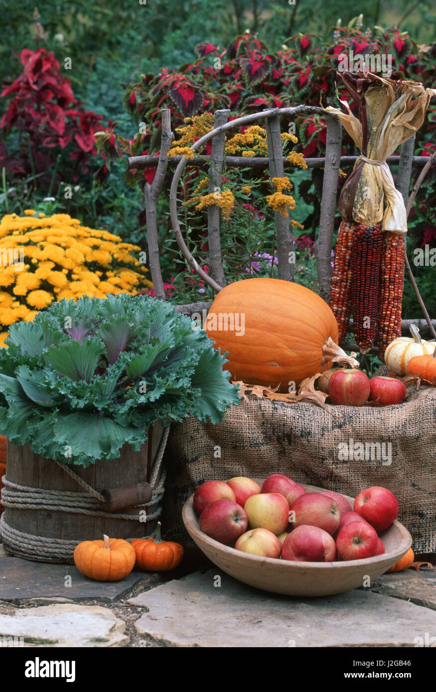 Indian coleus hi-res stock photography and images - Alamy