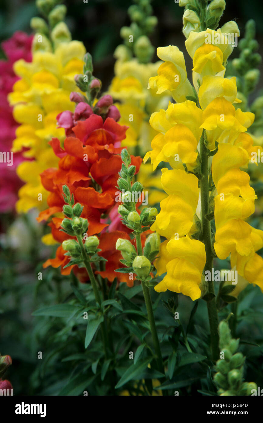 Snapdragons (Antirrhinum majus) Marion County, Illinois Stock Photo - Alamy