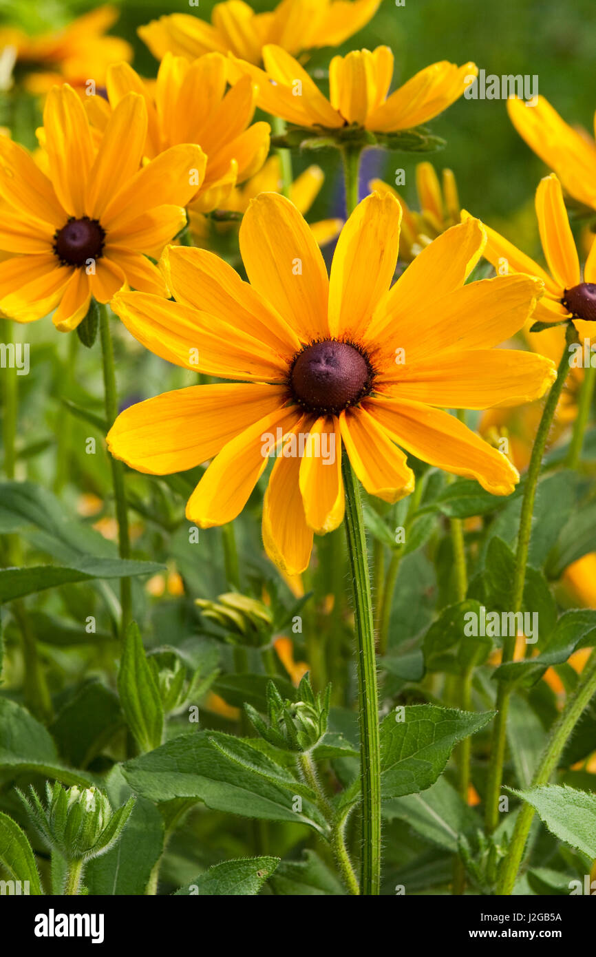 Indian Summer Black-eyed Susan (Rudbeckia Hirta 'Indian Summer') Marion ...