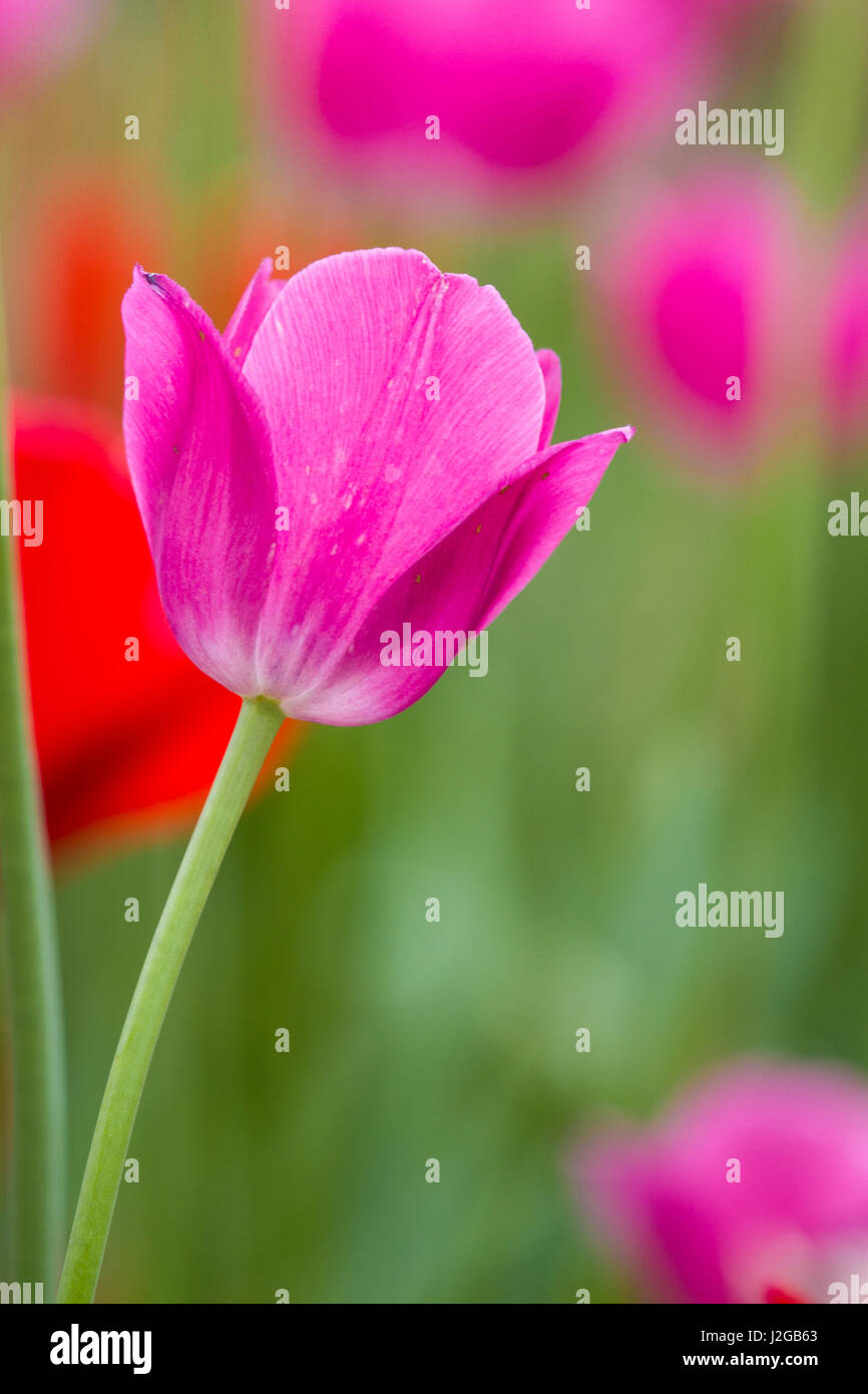 Pink tulips, Cantigny Park at Wheaton, Illinois Stock Photo - Alamy