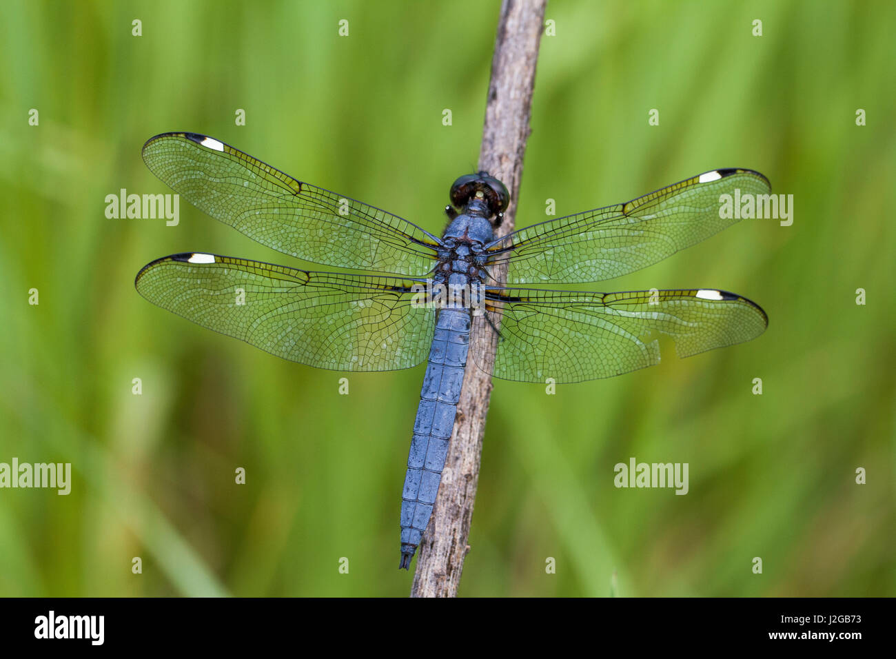 Spangled Skimmer Dragonfly (Libellula cyanea) male, Marion County ...