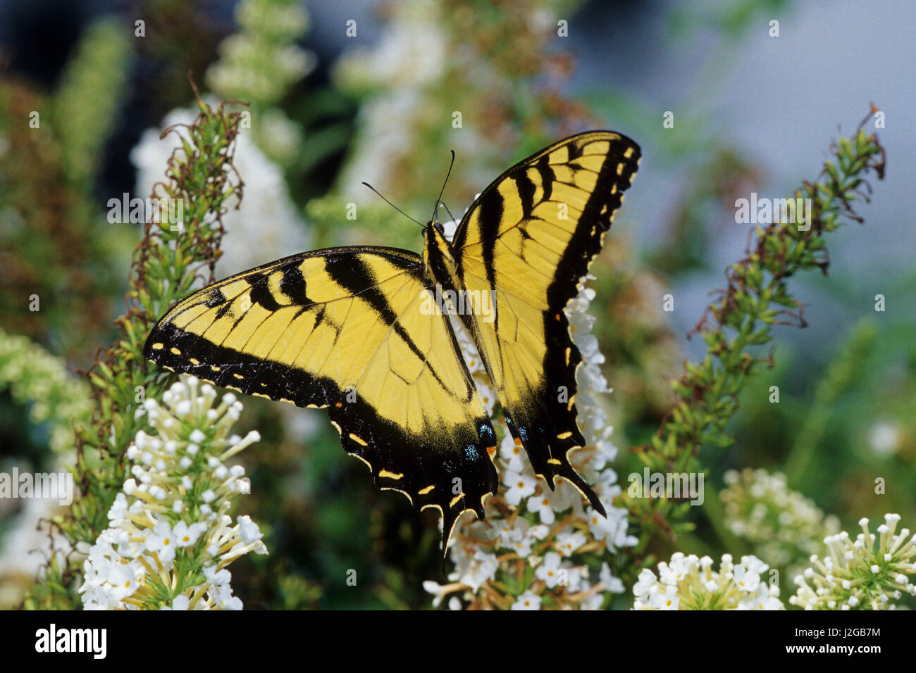 Eastern Tiger Swallowtail (Papilio glaucus) on Butterfly Bush (Buddleia ...
