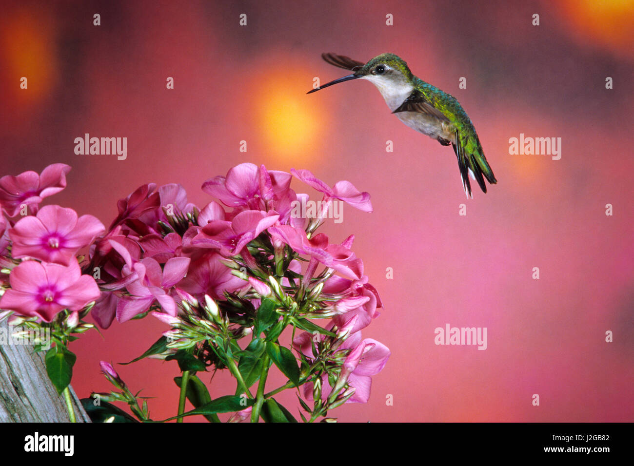 Ruby-throated Hummingbird (Archilochus colubris) female at Garden Phlox ...
