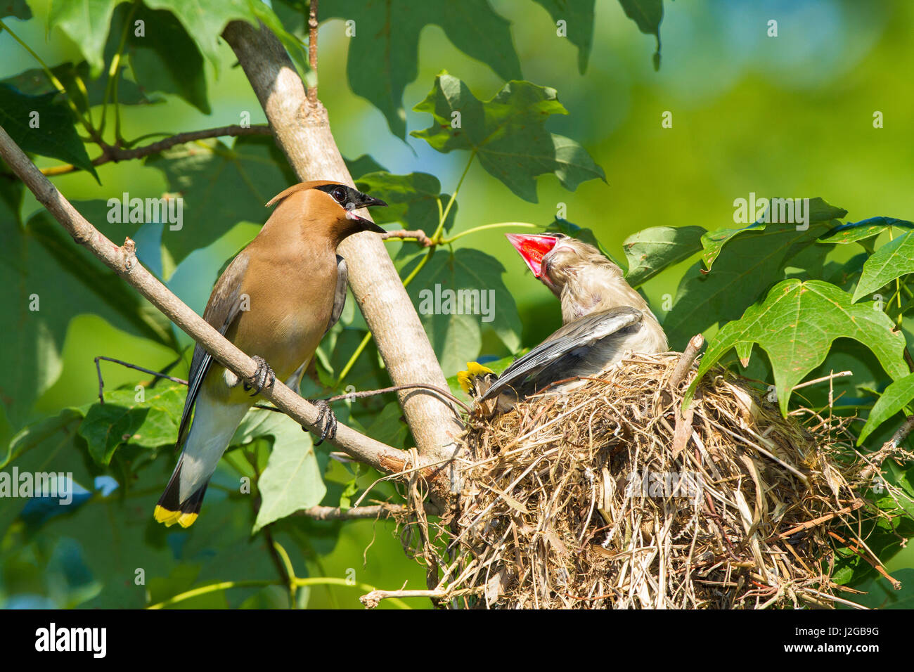 Cedar Waxwing (Bombycilla cedrorum) feeding nestlings, Marion County ...