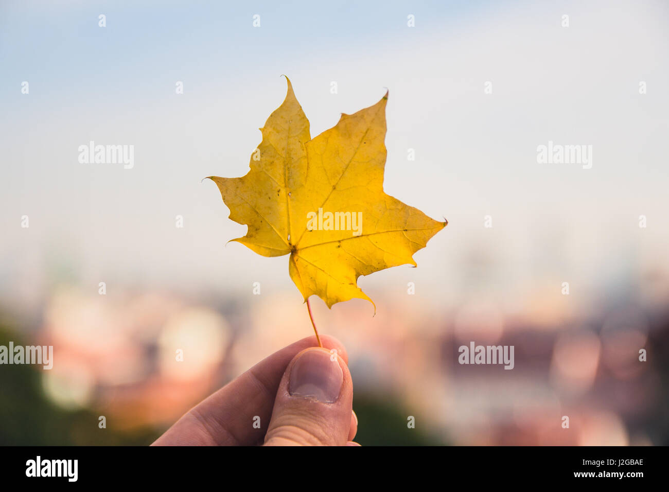 Hand holding fallen maple leaf hi-res stock photography and images - Alamy