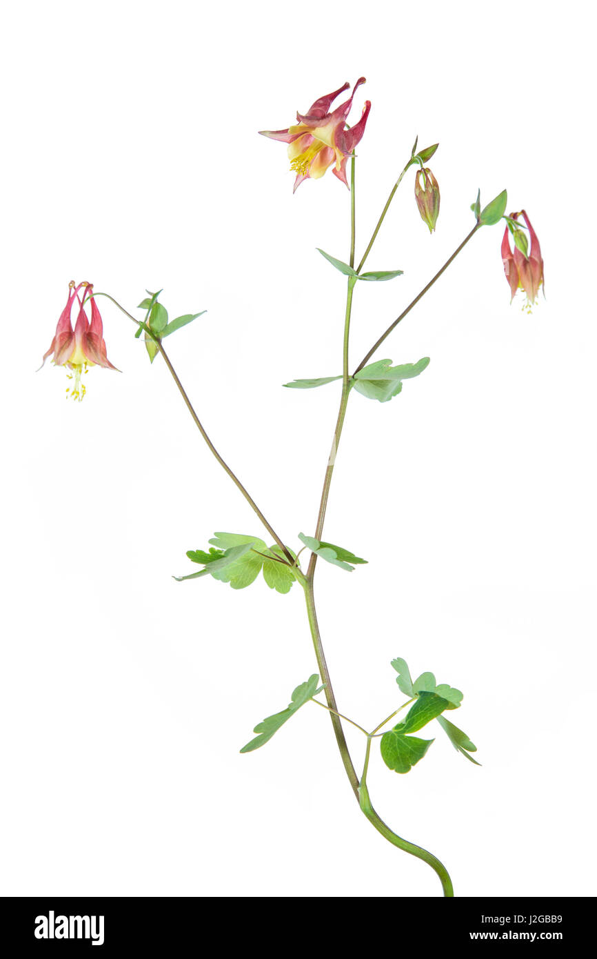 Eastern Red Columbine (Aquilegia canadensis) on white background ...