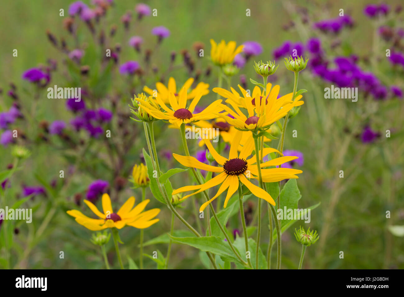 Sweet Black-eyed Susan (Rudbeckia subtomentosa) and Missouri Ironweed ...