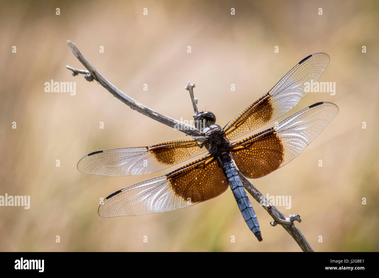 Illinois insect hi-res stock photography and images - Alamy