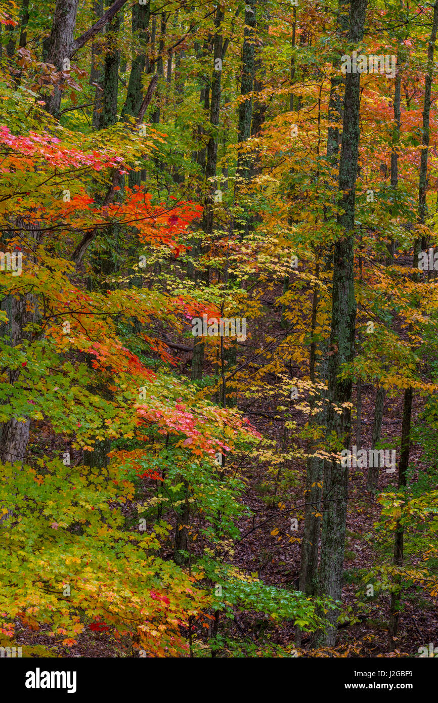 Autumn color in Brown County State Park, Indiana, USA Stock Photo - Alamy