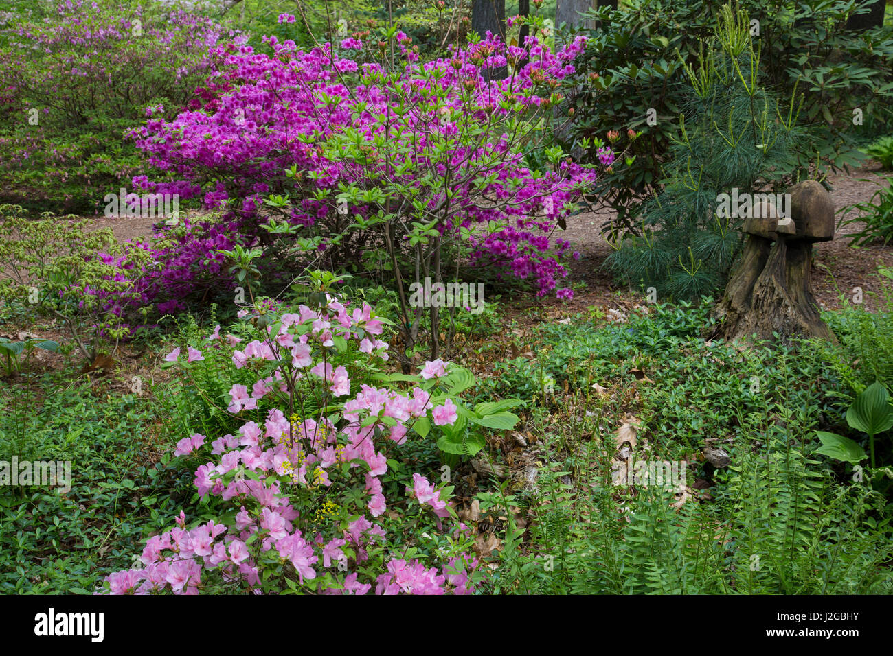Azaleas at Azalea Path Arboretum and Botanical Gardens, Hazleton, IN ...