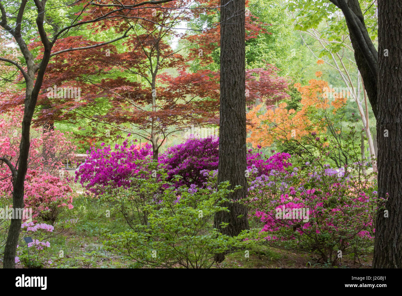 Azaleas and Japanese Maples at Azalea Path Arboretum & Botanical ...