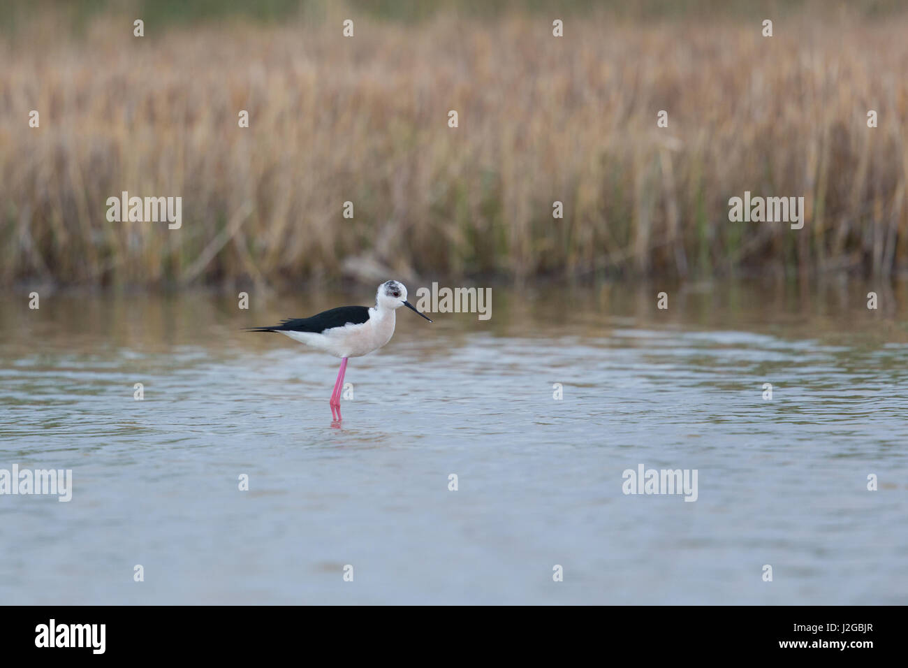 portrait of natural common stilt (Himantopus himantopus) standing in ...
