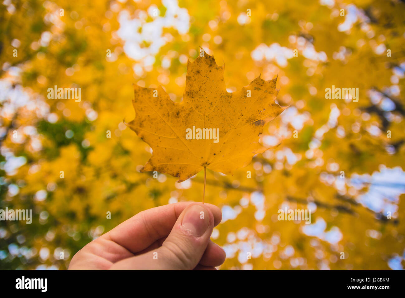 Fallen maple tree leaf held up with blurred background Stock Photo - Alamy
