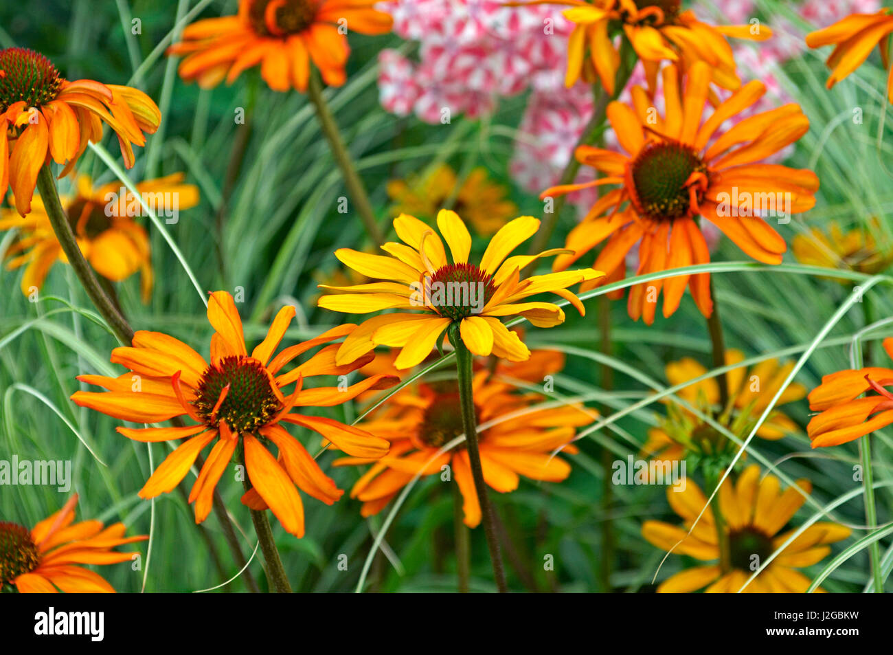 Tiki torch hi-res stock photography and images - Alamy