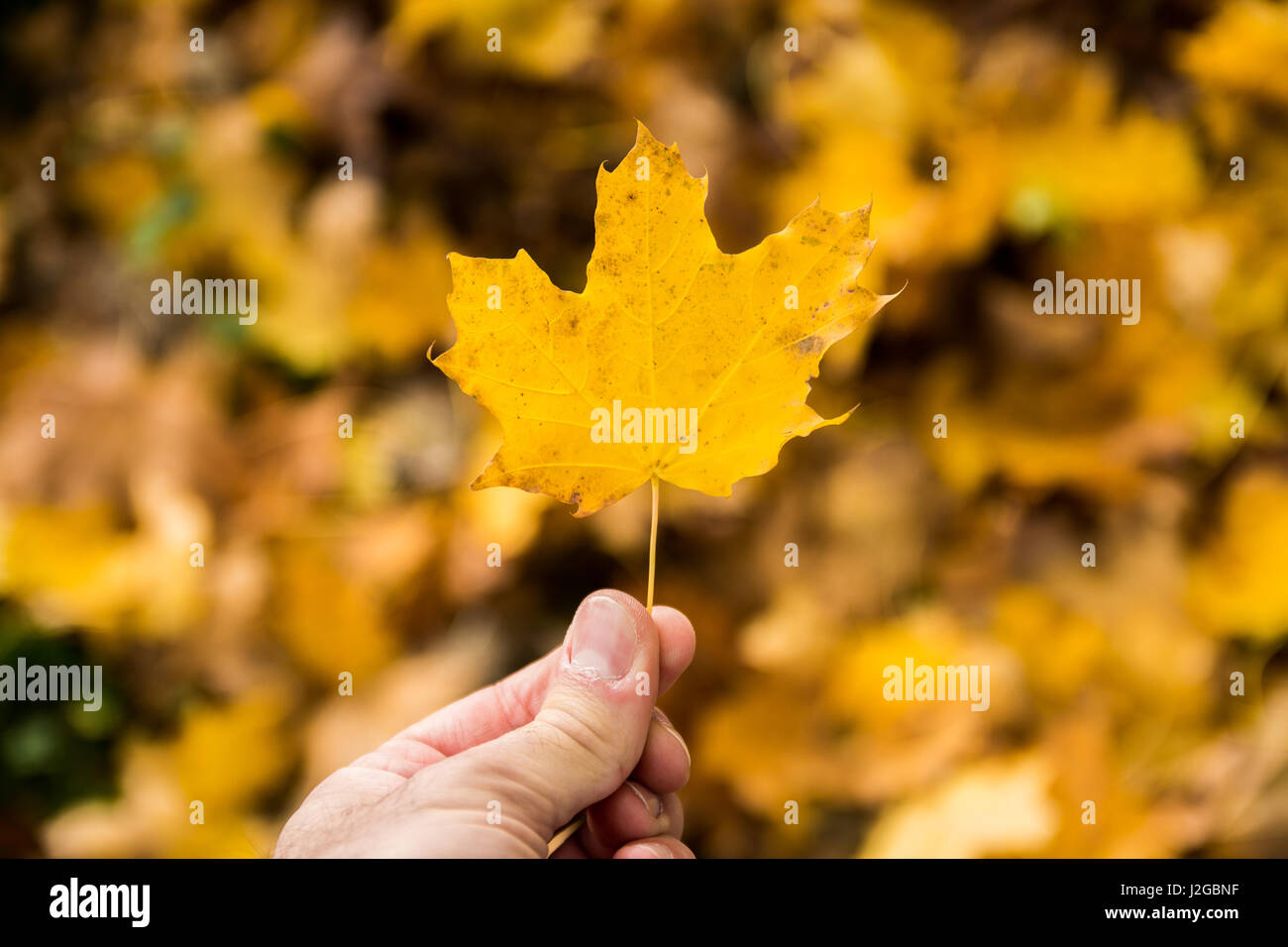 Fallen maple tree leaf held up with blurred background Stock Photo - Alamy