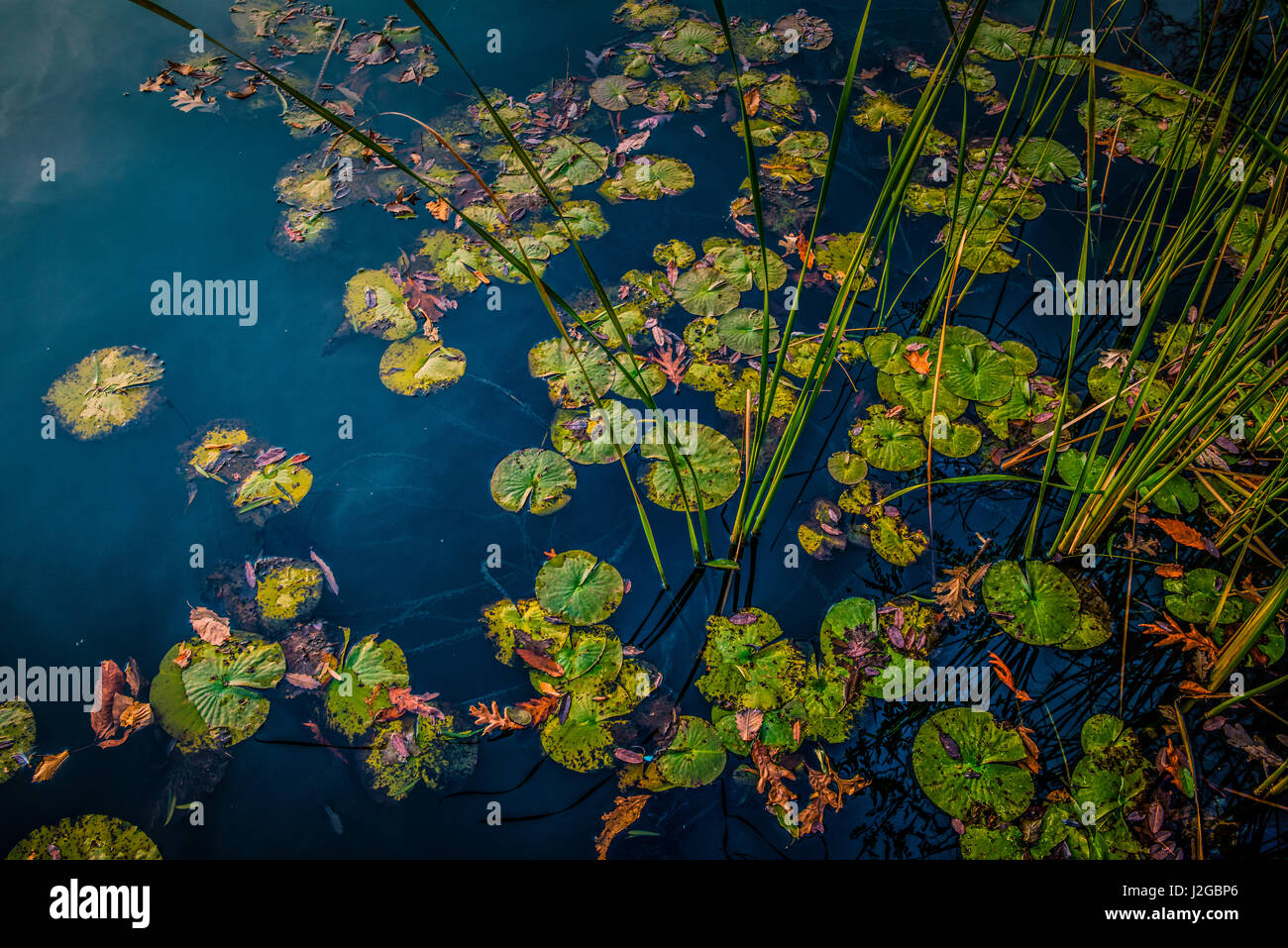 Water lilies in a pond at the Indiana State Veterans Home. (Large ...