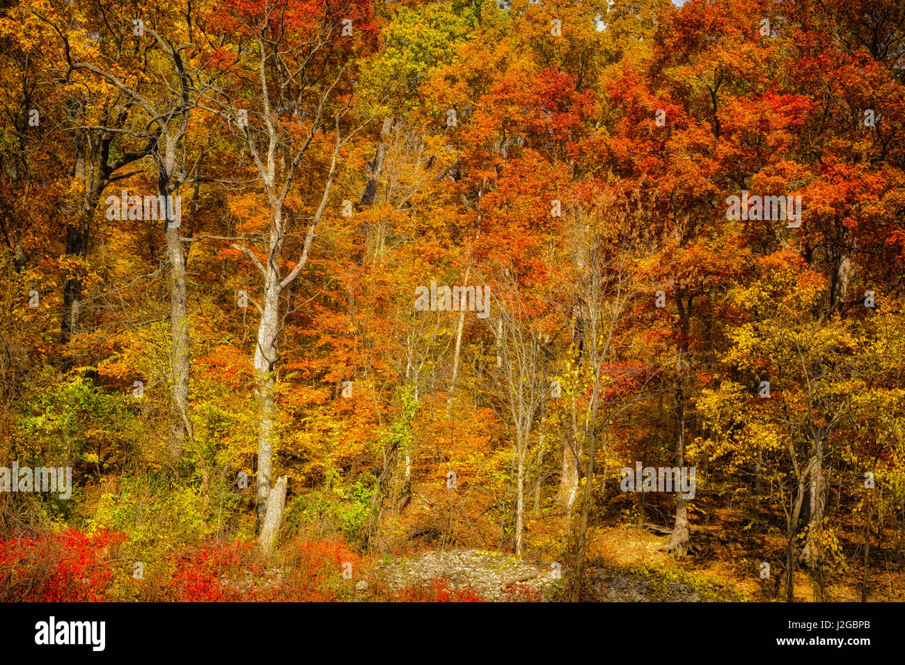 USA, Indiana. Trees and foliage at Cataract Falls State Recreation Area ...