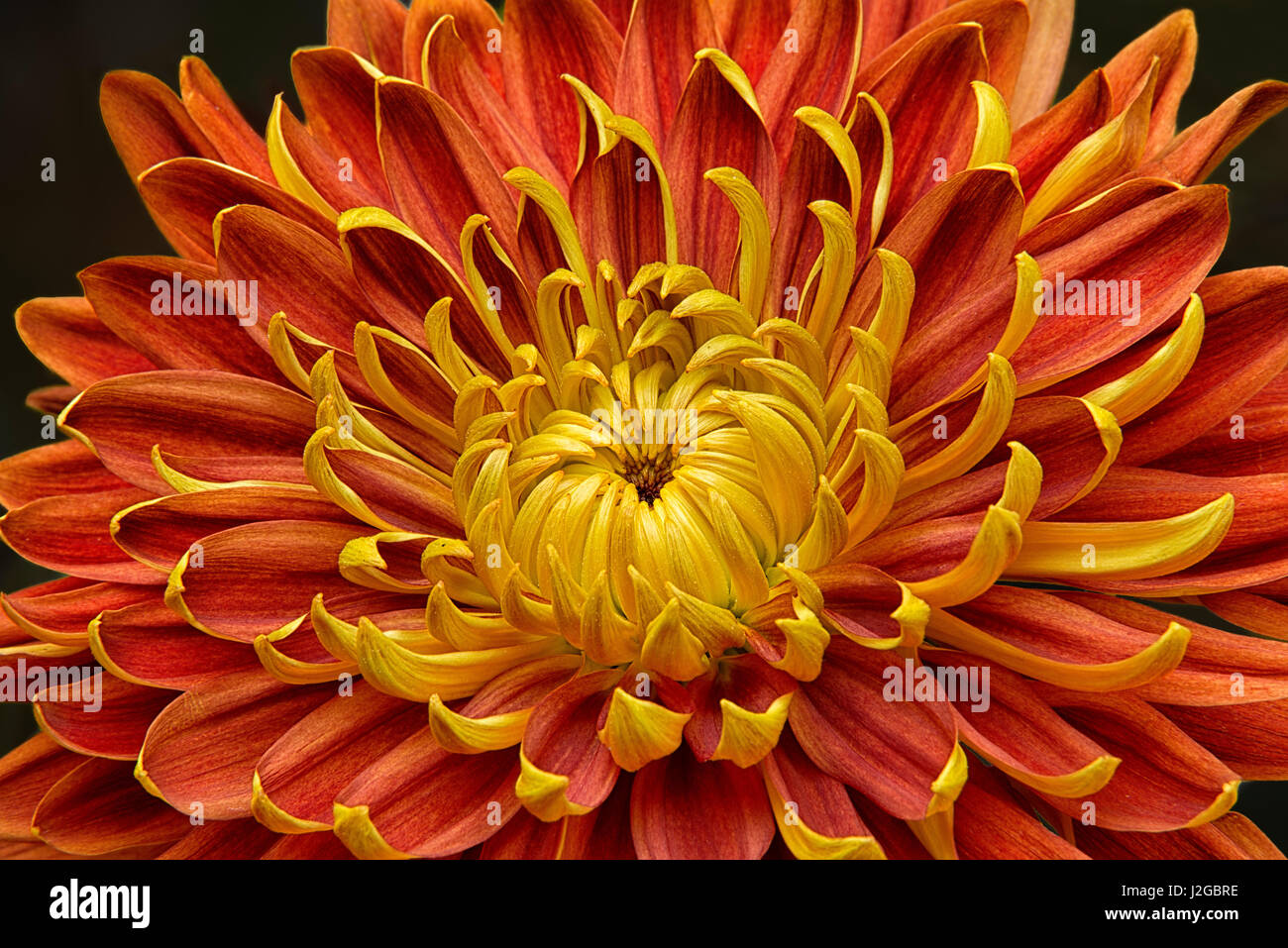 Close-up of a Japanese fall-flowering Kiku or chrysanthemum in orange ...