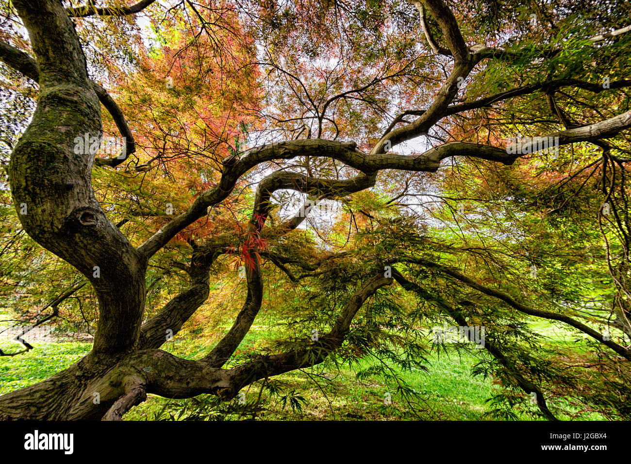 Japanese threadleaf maple tree hi-res stock photography and images - Alamy