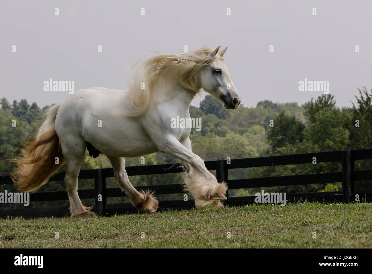 Gypsy Vanner Horse running, Crestwood, Kentucky Stock Photo - Alamy