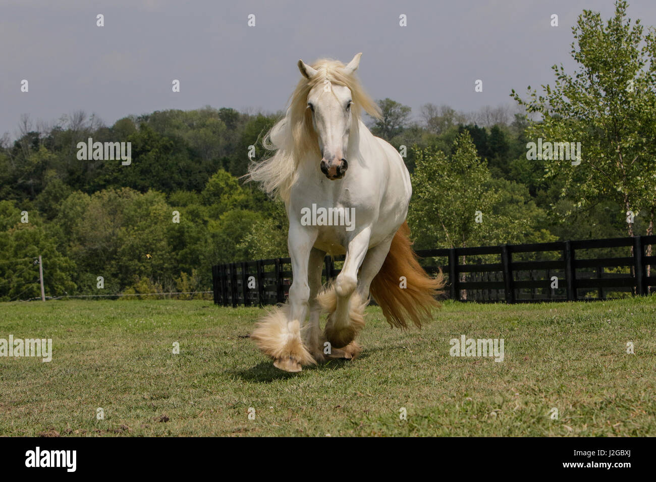 Gypsy Vanner Horse running, Crestwood, Kentucky Stock Photo - Alamy