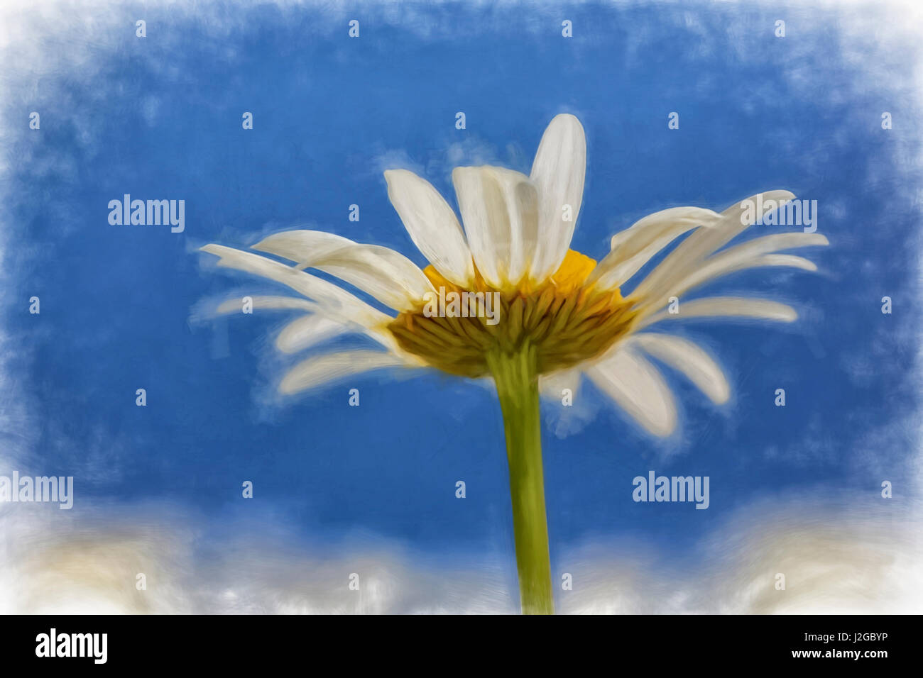 Oxeye daisy low angle hi-res stock photography and images - Alamy