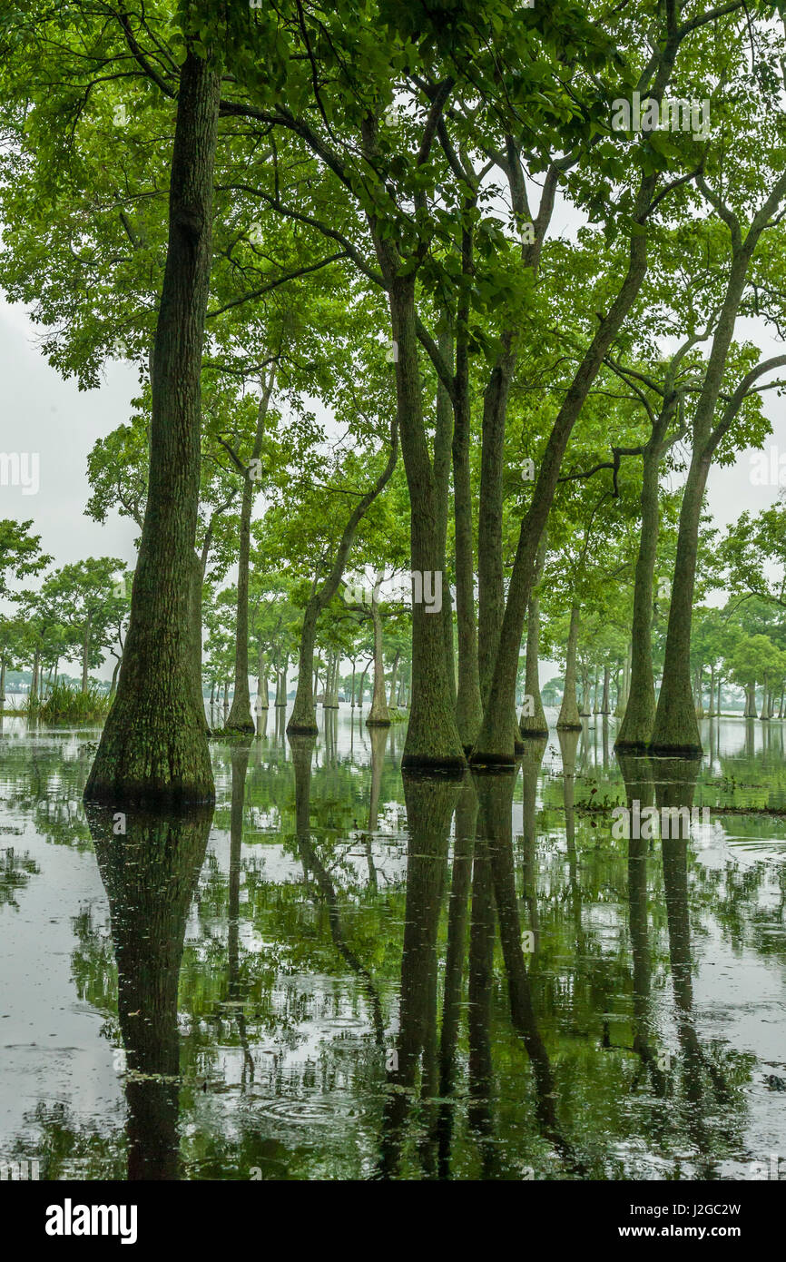 USA, Louisiana, Miller's Lake. Tupelo trees reflect in lake. Credit as ...