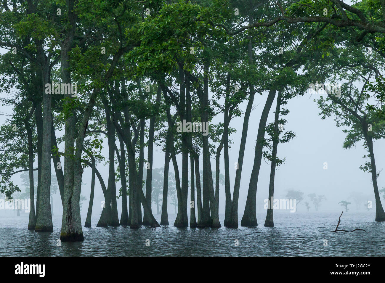 USA, Louisiana, Miller's Lake. Fog and tupelo trees in swamp. Credit as ...