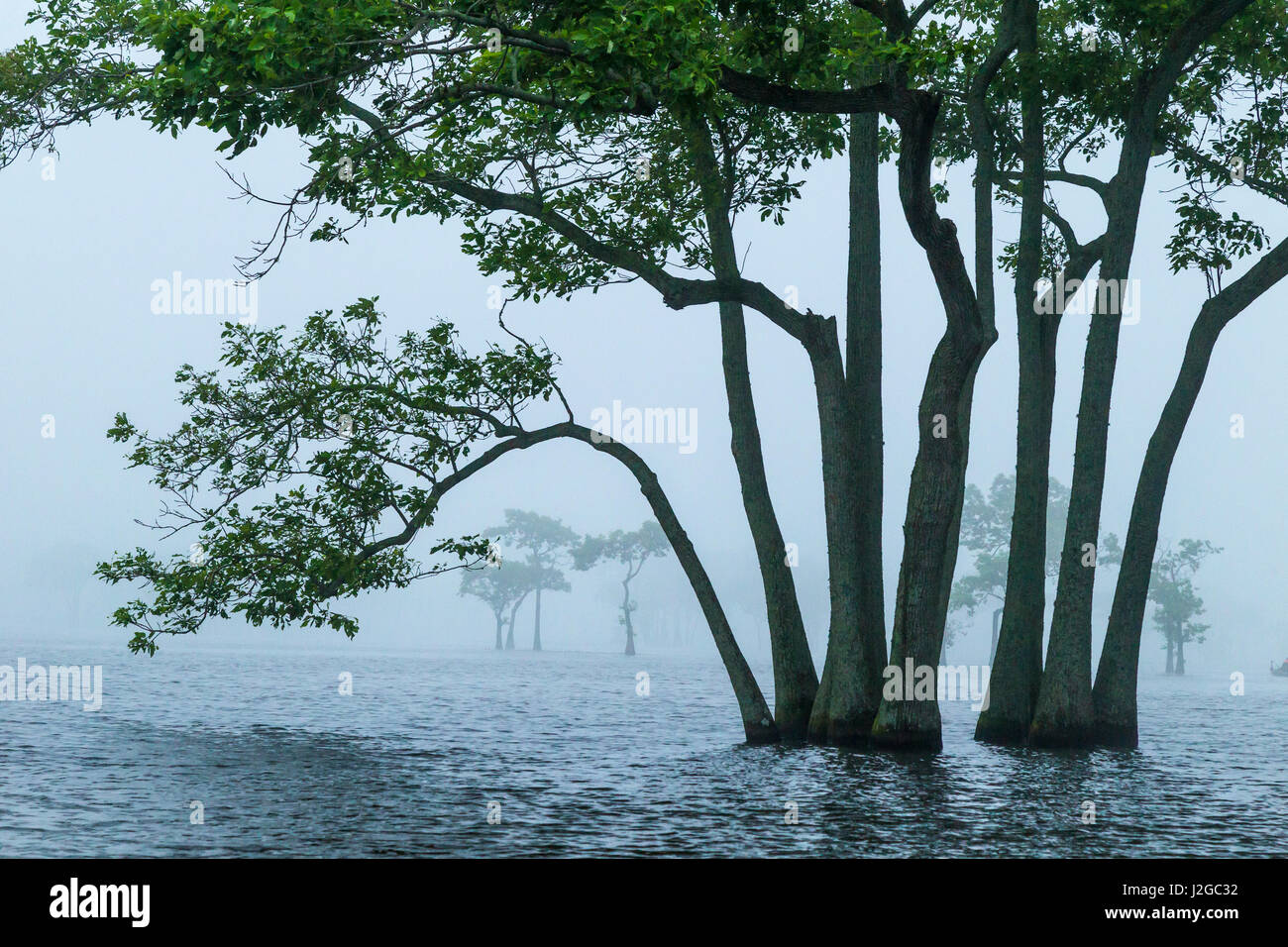 USA, Louisiana, Miller's Lake. Fog and tupelo trees in swamp. Credit as ...