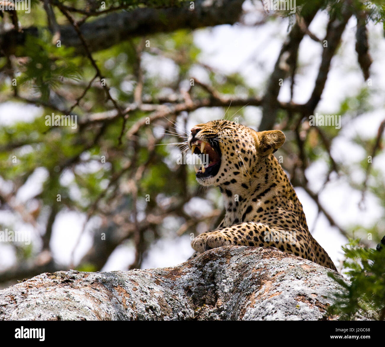 Leopard lying on a tree and yawns. National Park. Kenya. Tanzania ...