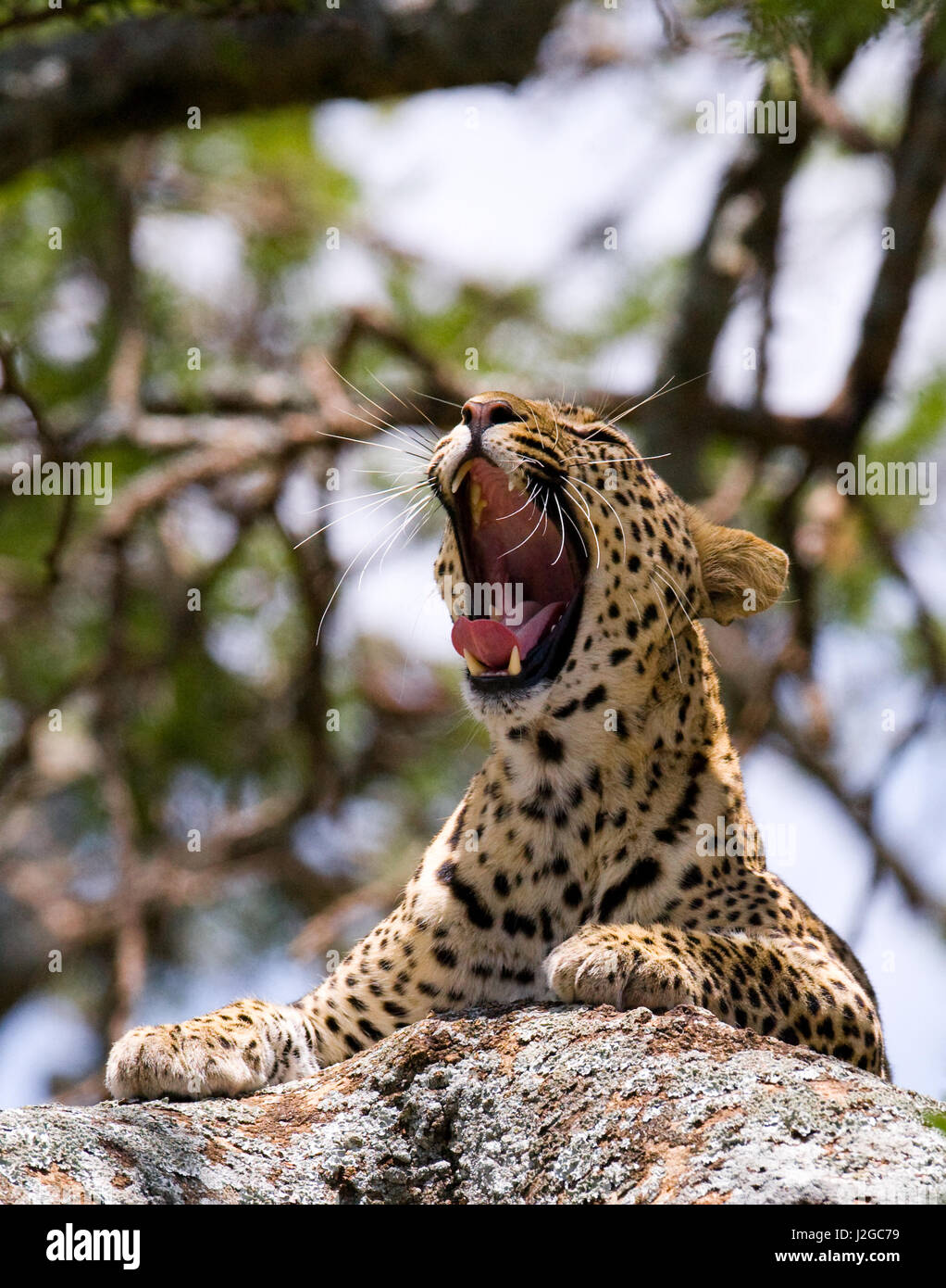Leopard lying on a tree and yawns. National Park. Kenya. Tanzania ...