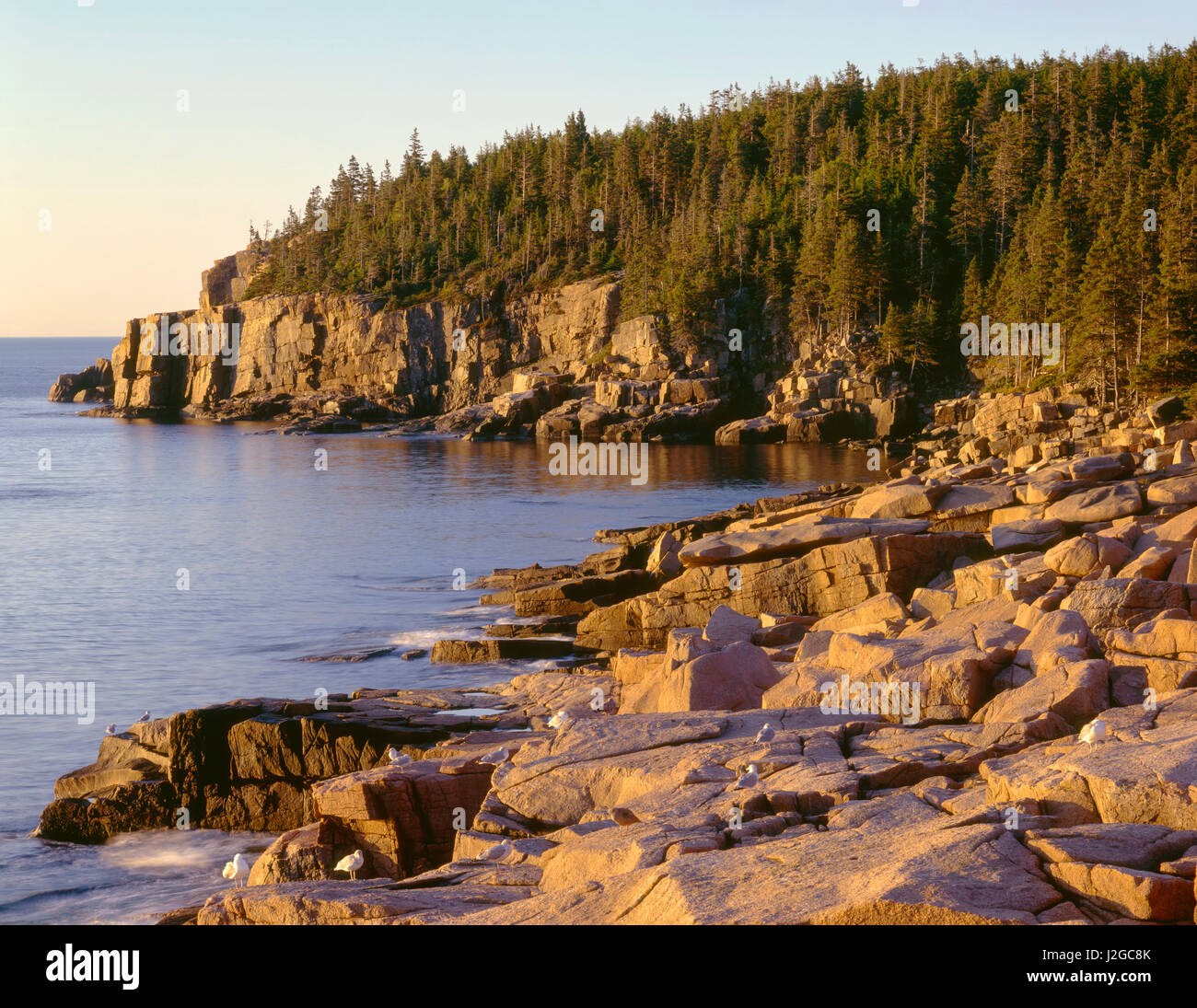 USA, Maine, Acadia National Park, Sunrise light on Otter Cliffs and ...