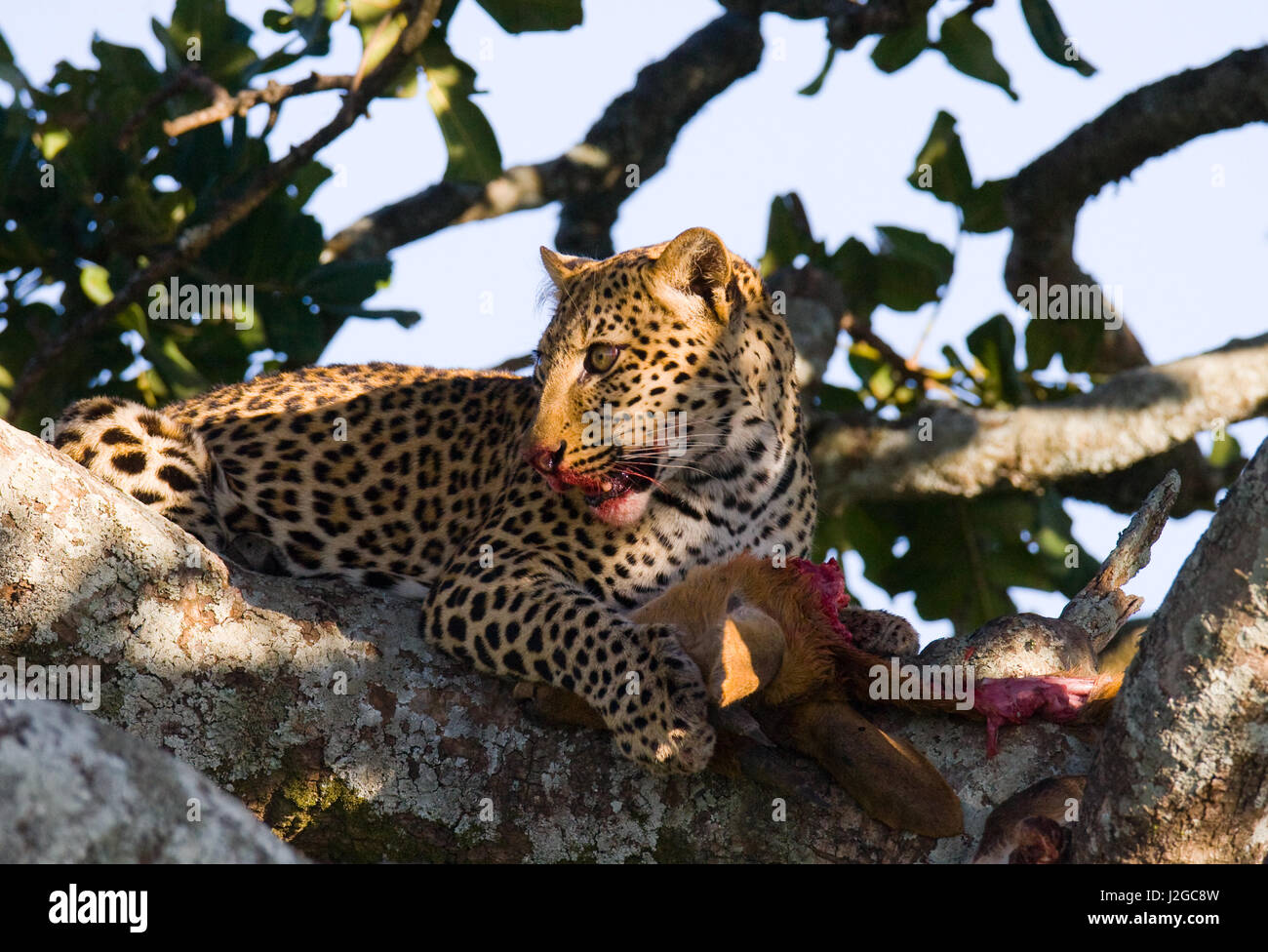 Leopard is eating prey on the tree. National Park. Kenya. The Tanzania ...