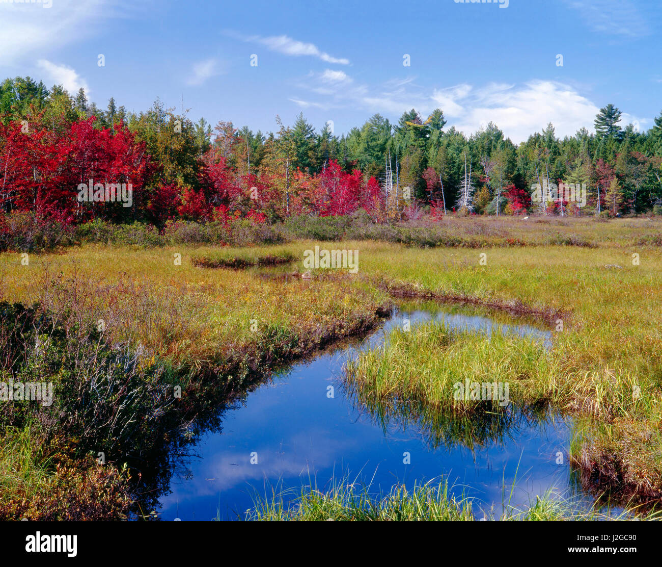 USA, Maine, Baxter State Park, Freshwater wetland with marsh grass ...