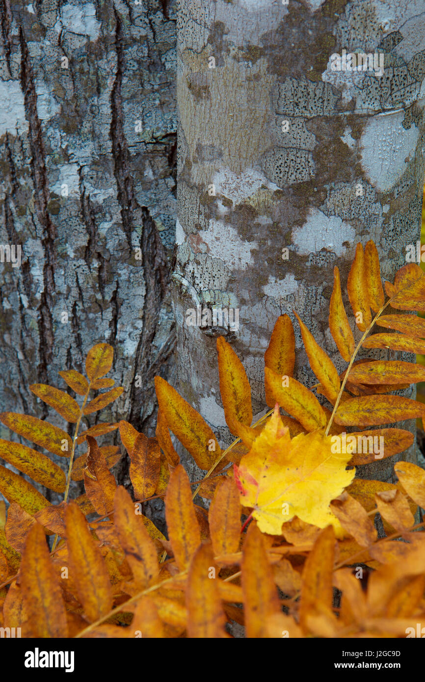 Ferns and tree trunks in the Wild Gardens of Acadia in Maine's Acadia ...