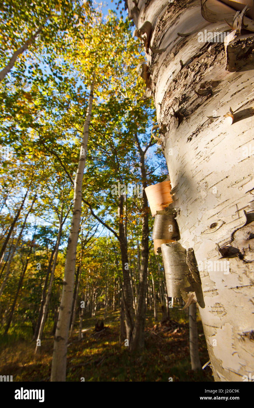 Paper birch trees in Maine's Acadia National Park. Fall Stock Photo - Alamy