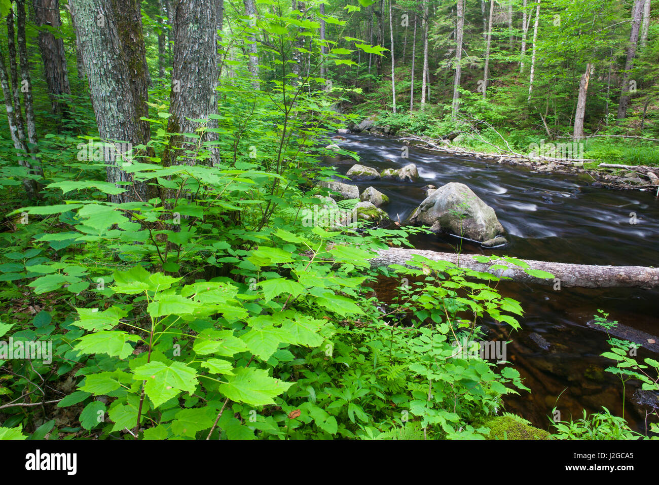 Cold Stream in Maine's Northern Forest. Cold Stream Gorge. Johnson ...