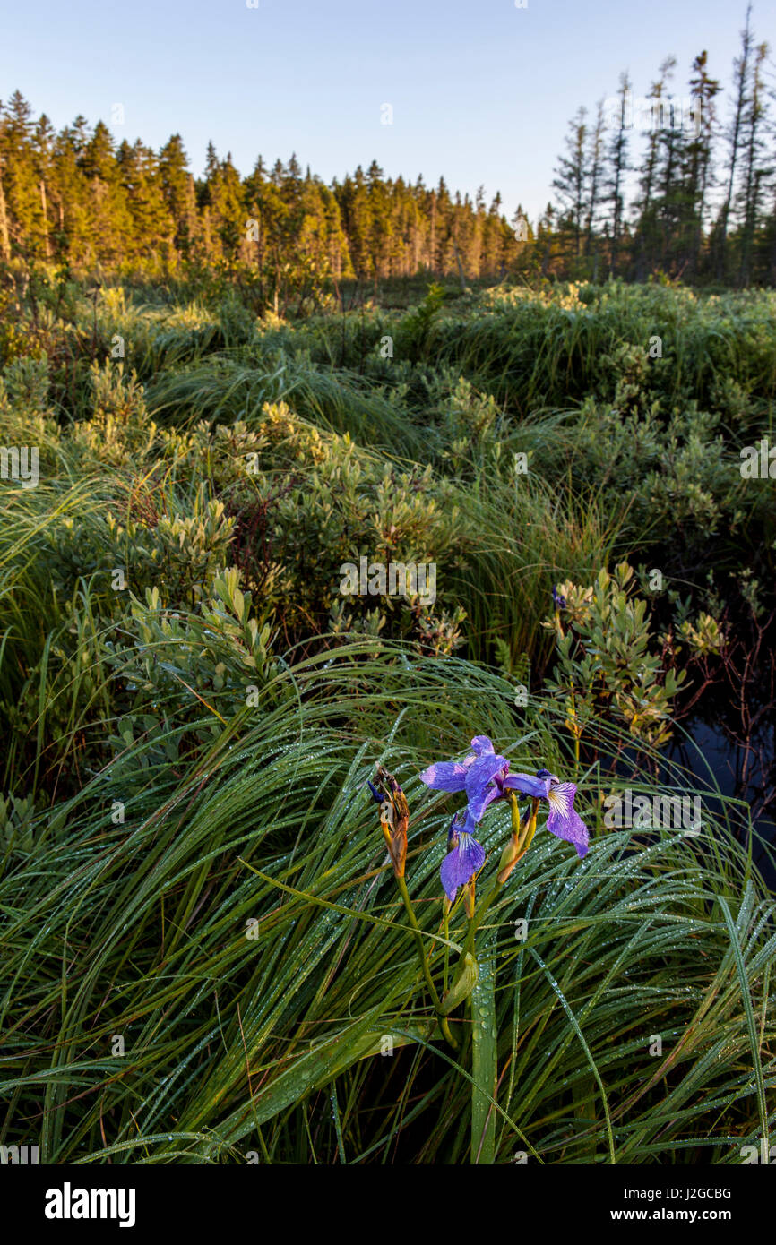 A blue flag iris, Iris Versicolor, in the Cold Stream 'deadwater' above ...