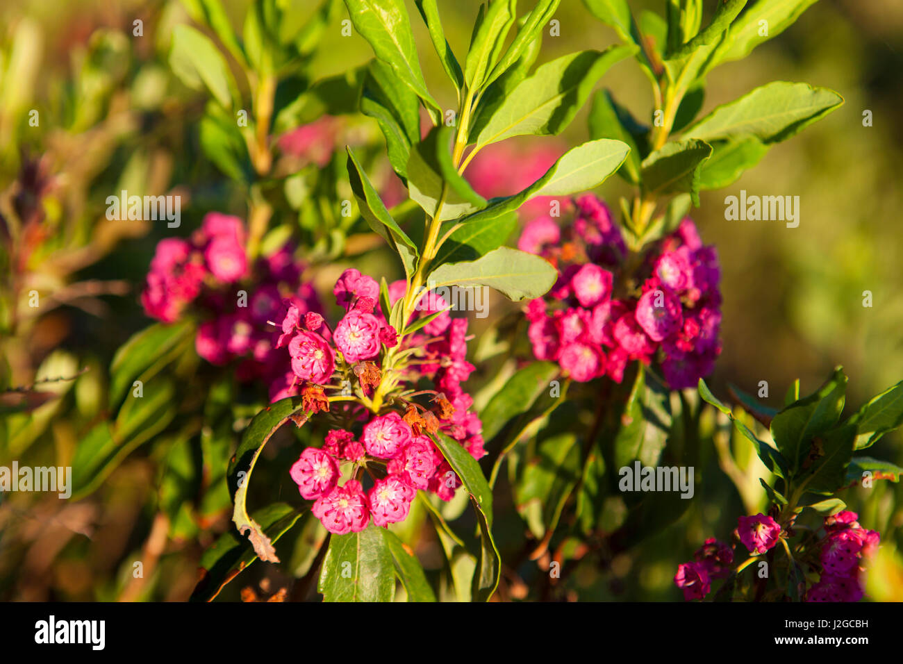 Sheep laurel, Kalmia angustifolia, on the shoreline of Little Berry ...