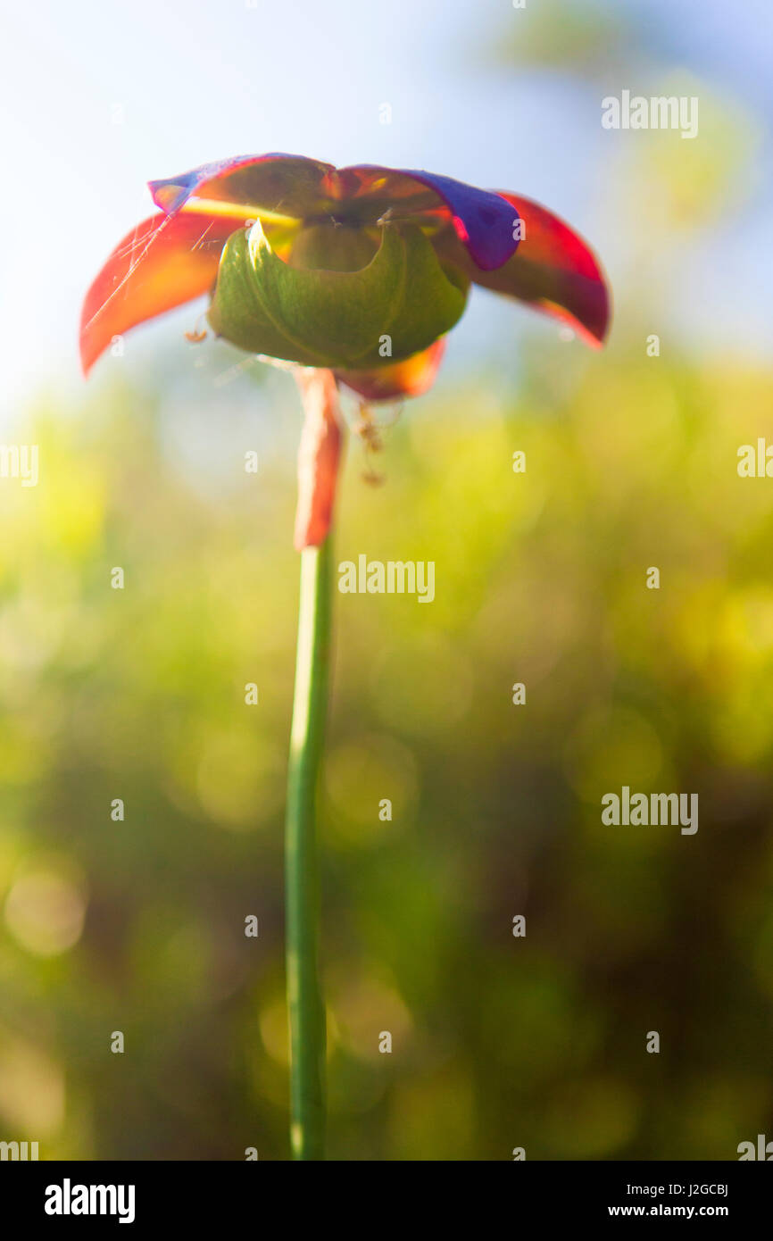 Pitcher plant, Sarracenia Purpurea, on the shoreline of Little Berry ...