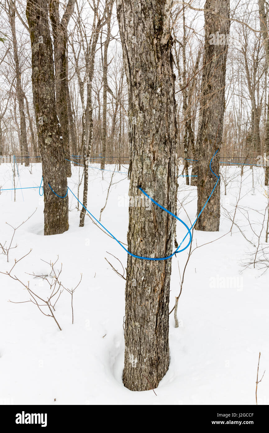 Tubing strung between sugar maple trees, Acer Saccharum, in a maple ...