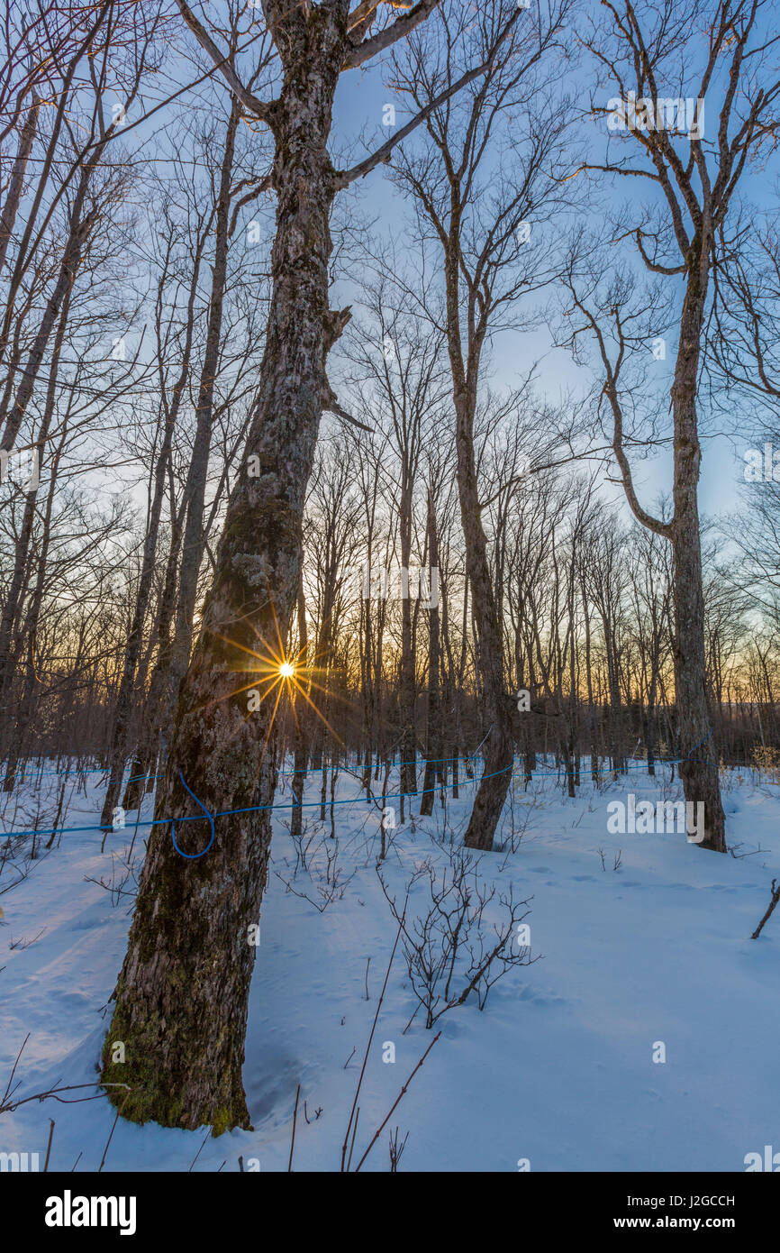 Plastic tubing is strung between sugar maple trees to transport sap to ...