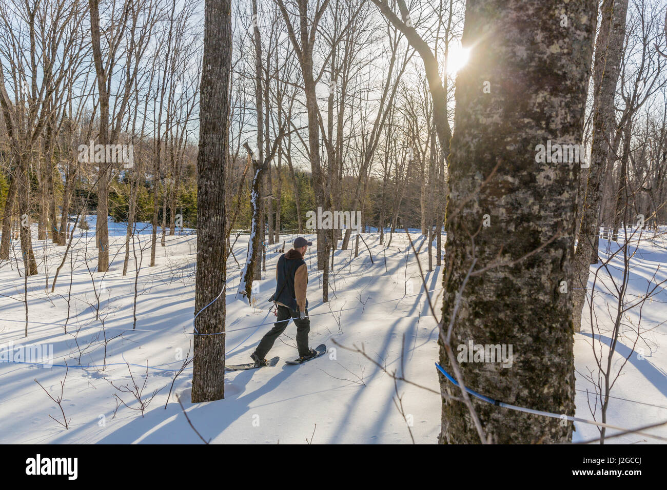 Jean Francois Faucher checking the sap lines and taps on the LaRiviere ...